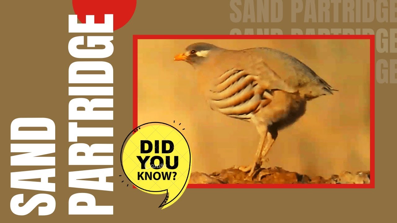 Sand partridge facts 🐓 native range from Egypt and Israel east to south ...