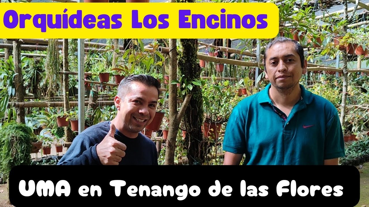 Orquídeas Los Encinos, UMA en Tenango de las Flores #orquideas - YouTube