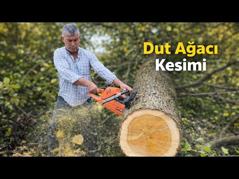 Güç İstiyorsan HUSQVARNA 372xp  X-Torq Motorlu Testere Alın !!!