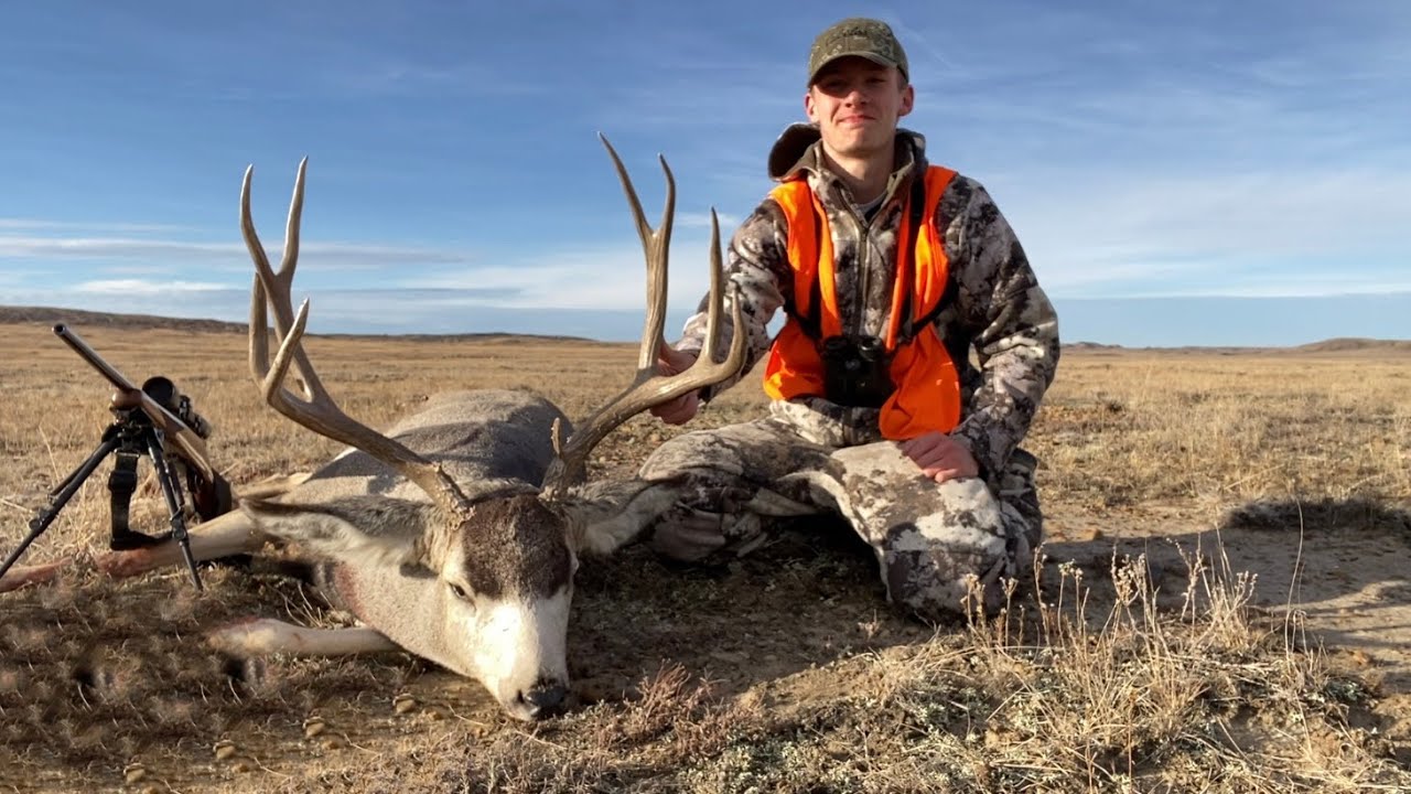 Montana Public Land Mulies in the Rut - YouTube