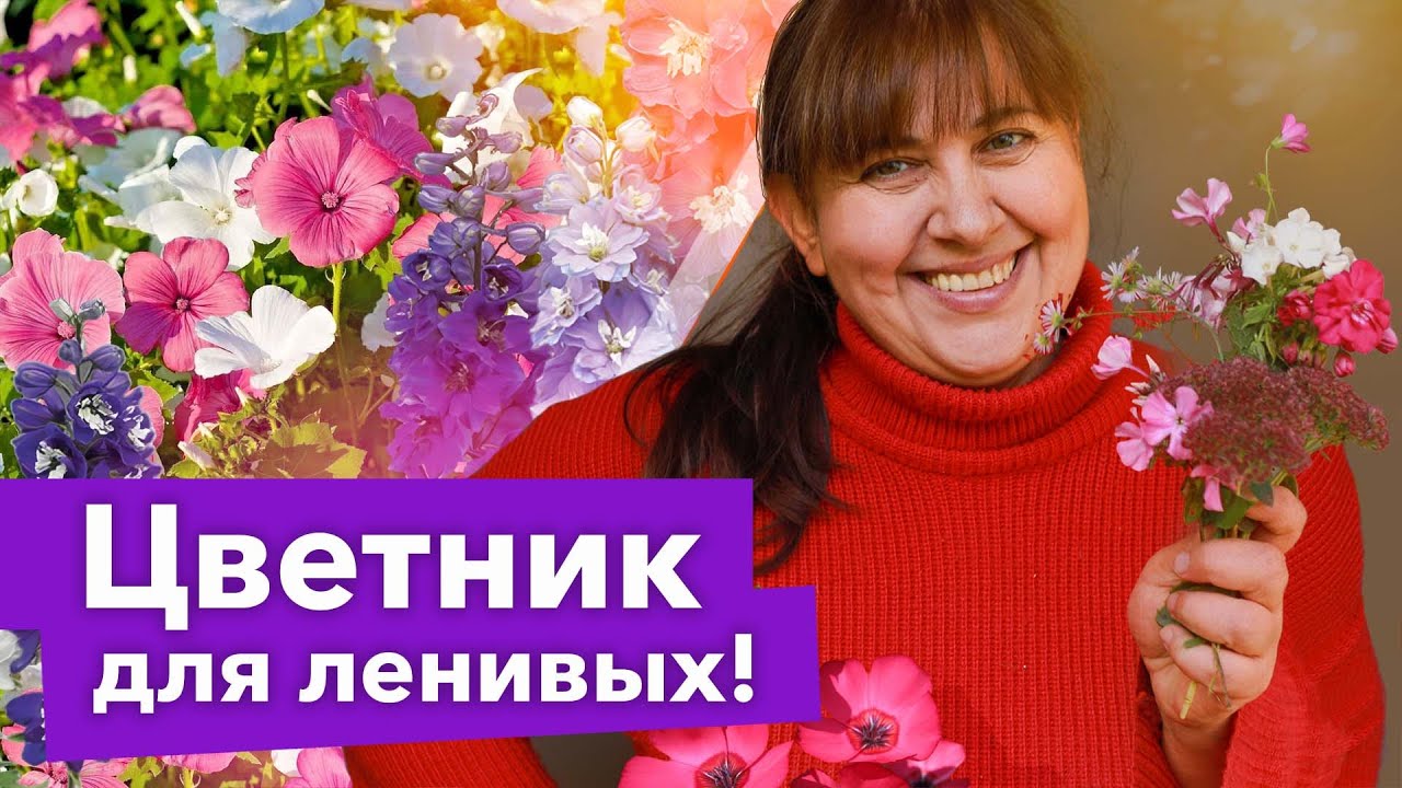 У ВАС БУДЕТ САМАЯ КРАСИВАЯ КЛУМБА - просто бросьте горсть семян этих ...