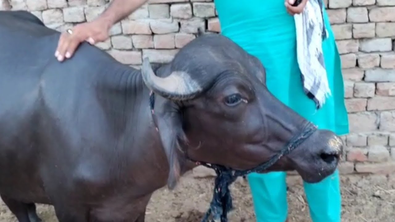 Qurbani ka Janwar #qurbani #animals #beautiful #animalbeauty - YouTube