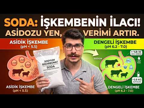 Soda ile Besi Süresini 40 Gün Kısaltmak — Bilimsel Doz Rehberi