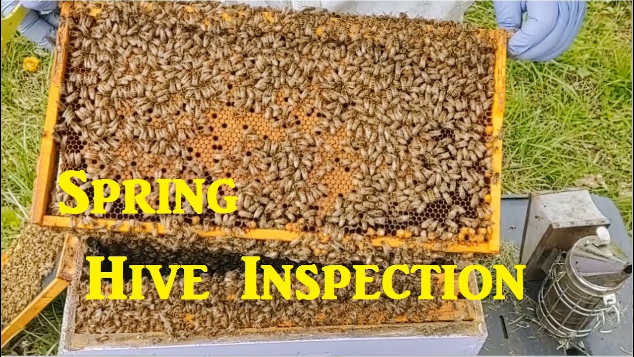 🔵 Spring Hive Inspection - YouTube