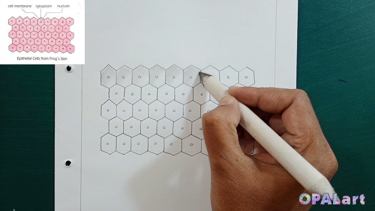 FSc Biology Diagram 1-Epithelial cells from frog's skin - YouTube