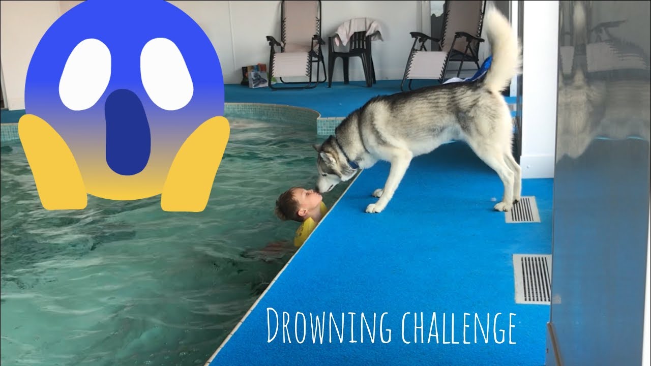 My Huskies Reaction To My Child Fake Drowning! - YouTube