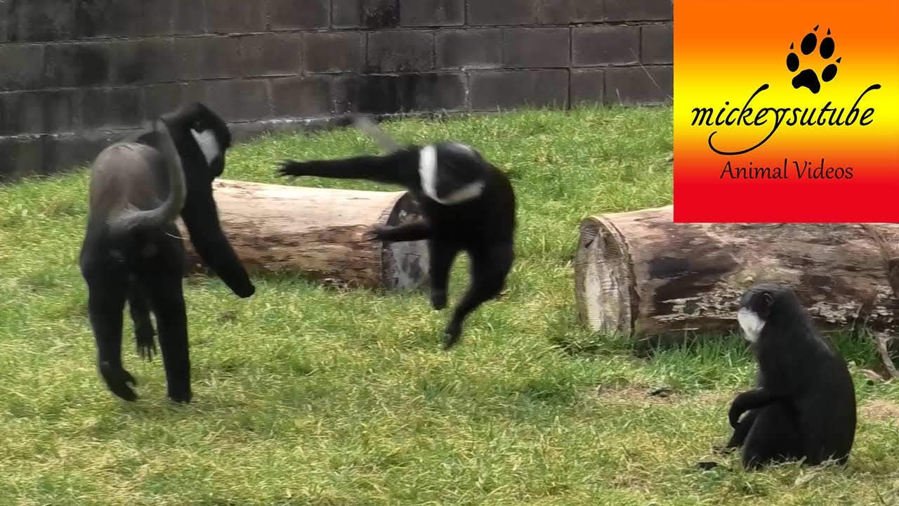 Energetic Le Hoest Monkeys Playful Squabbles and Jumping Fun - YouTube