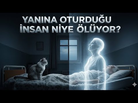 Ölümü Önceden Bilen Kedi: Oscar’ın Gizemli Hikayesi