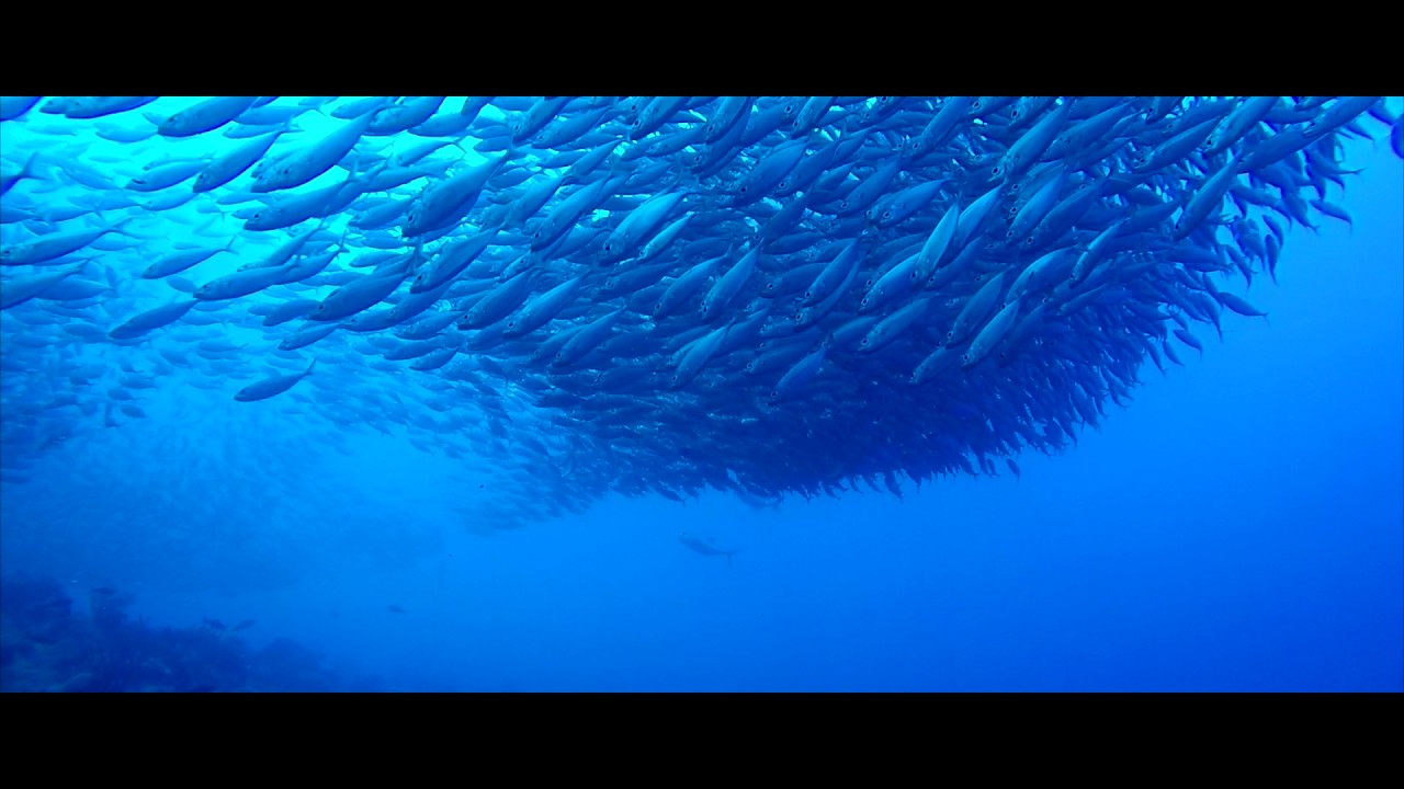 Bigeye Scad vs Yellowfin Tuna - YouTube