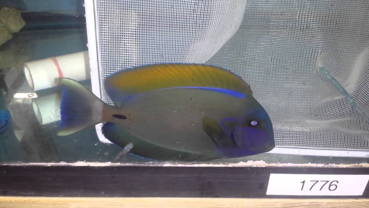 Fowleri Tang $209 - Sumatra - YouTube
