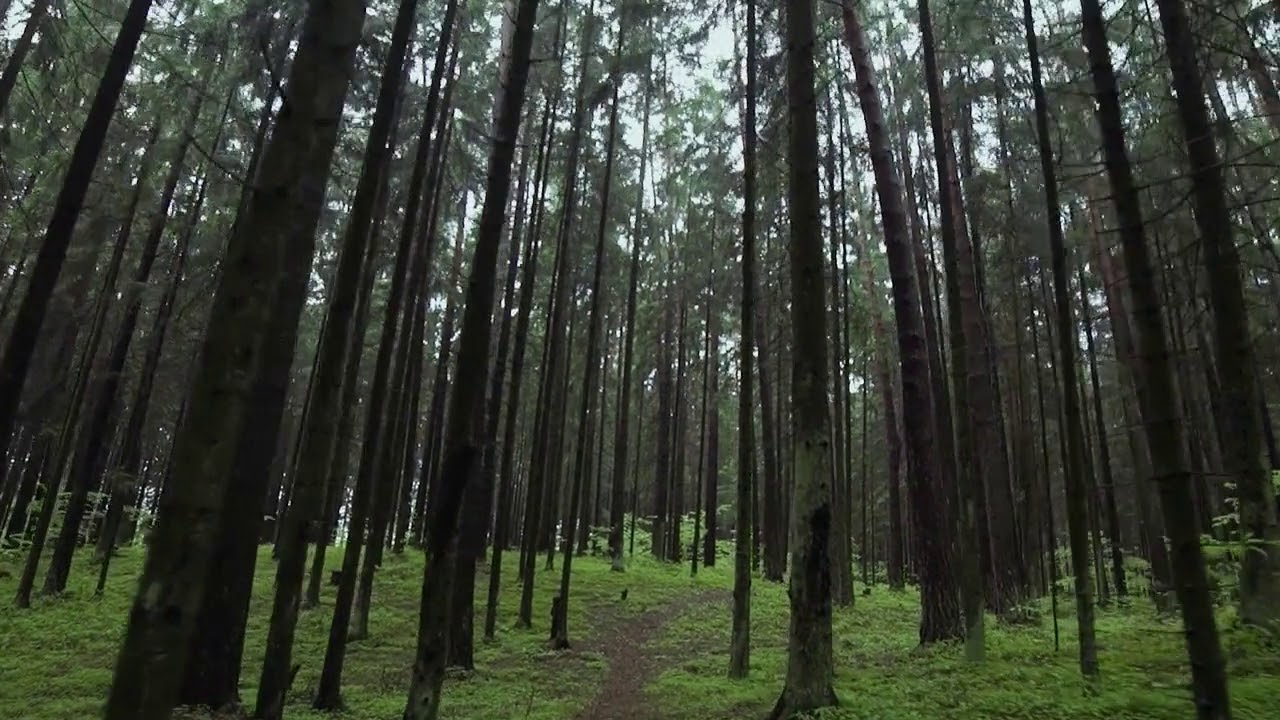 Visual Guided Imagery: Forest - YouTube