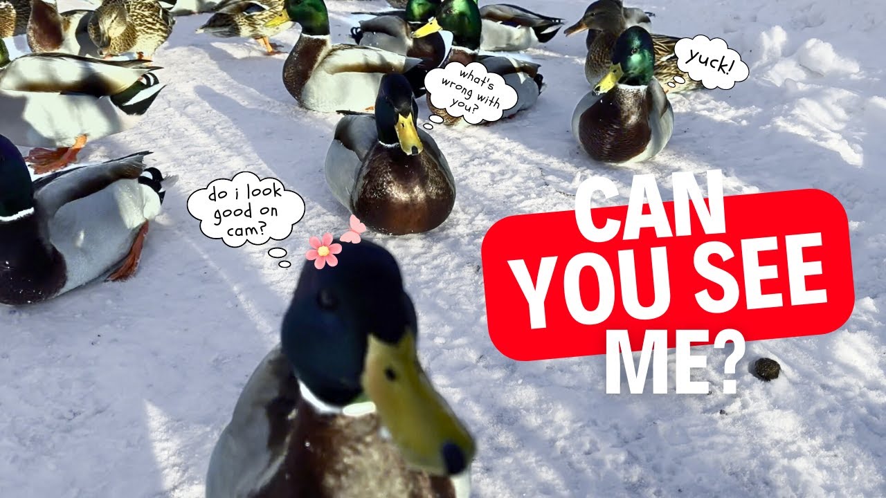 #80 | Ducklings showing off their funny duck walk 😁 - YouTube