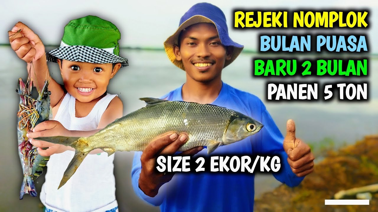 CARA BUDIDAYA IKAN BANDENG AGAR CEPAT BESAR #budidayabandeng # ...