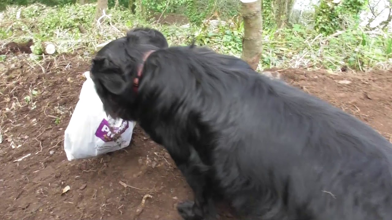 Bear's Bites 04/05/2020 Part 2 of 2 - YouTube