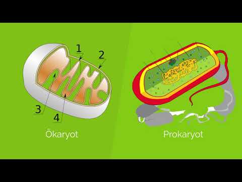 DNA ve Genetik Kod - Modül 5 (7-8.Sınıf Düzeyi)