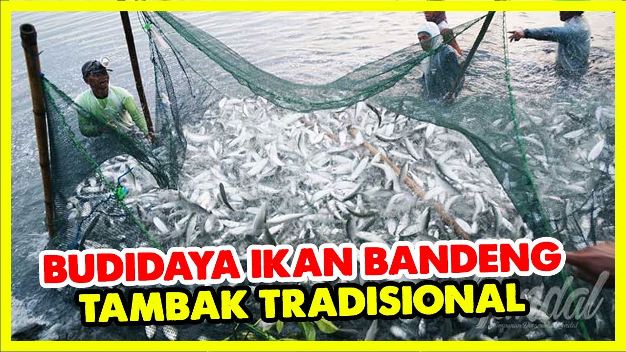 Cara budidaya ikan bandeng tambak tradisional - YouTube