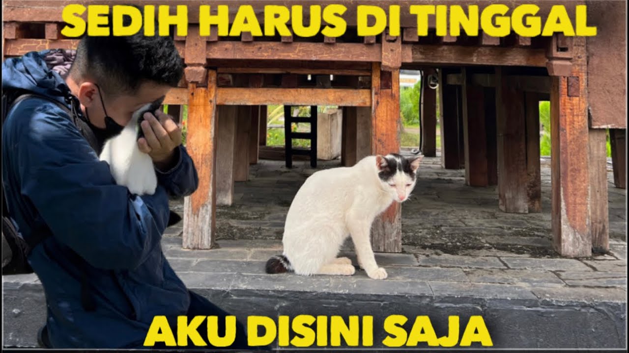 SEDIH HARUS TINGGALKAN KUCING INI DI JALANAN LAGI - YouTube