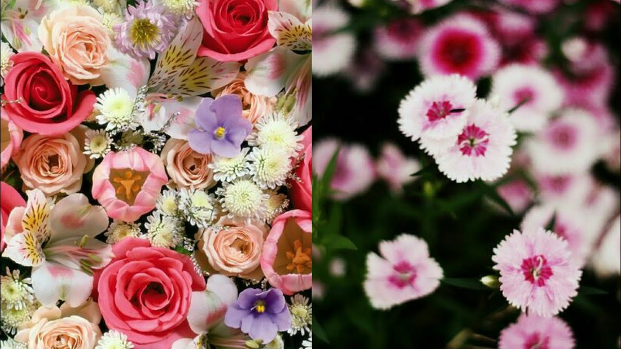 Fresh Natural Flowers And Natural Beauty - YouTube