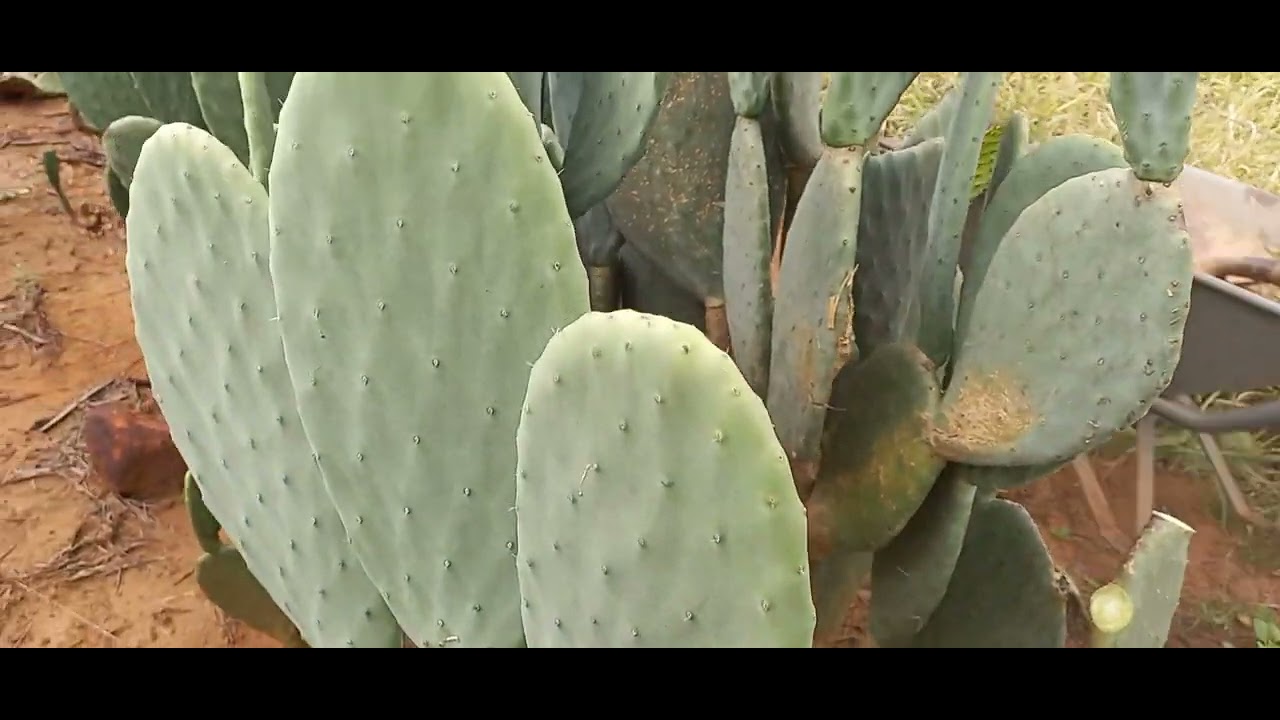 ADUBAÇÃO CORRETA O CORTE PERFEITO NO PALMAL - YouTube