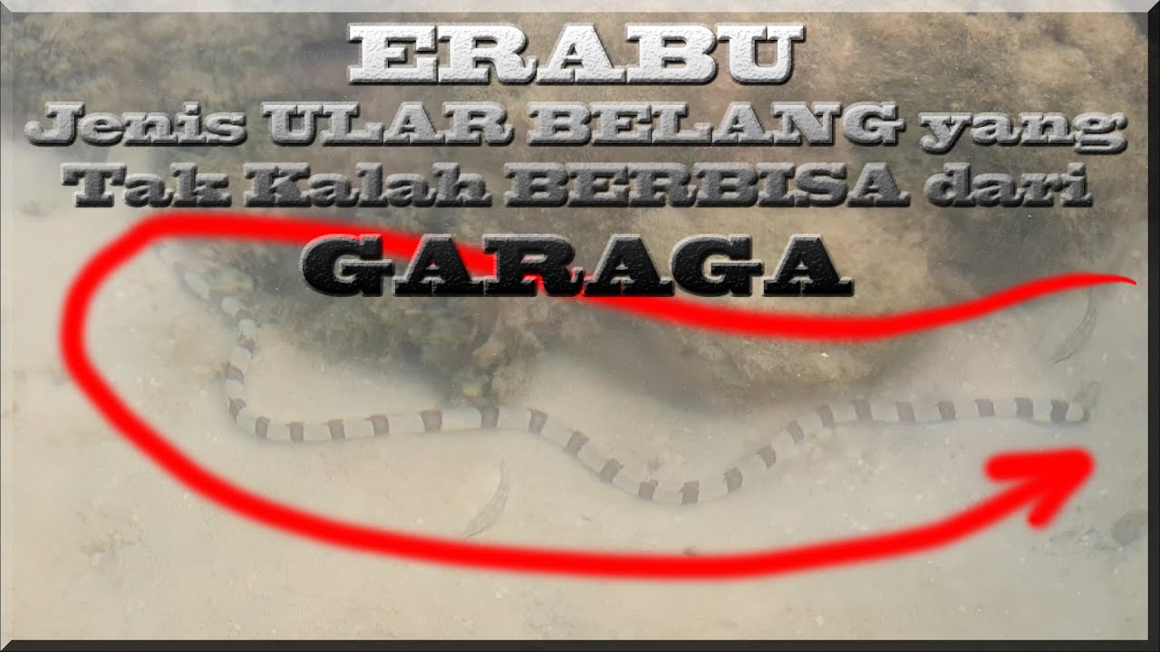 Ular Laut Paling BERBAHAYA di Dunia ~ ERABU ~ Banded Sea Snake 🐍 ...
