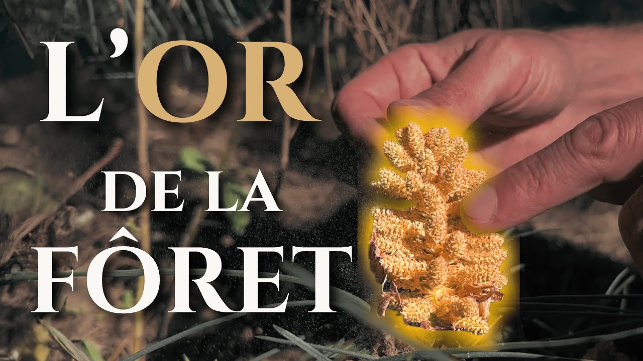 Comment récolter du POLLEN de PIN - YouTube