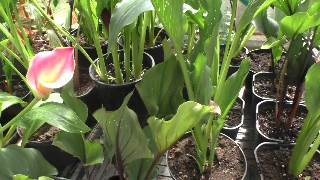 Каллы в горшках. Цветение. Полив и подкормки - YouTube