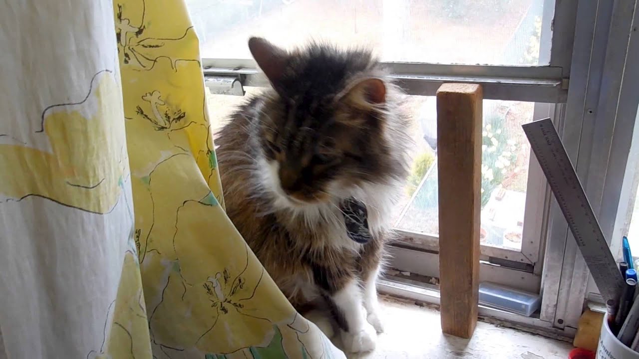 The Further Adventures of Kramer the Cat - Volume 69: Cat's In the ...