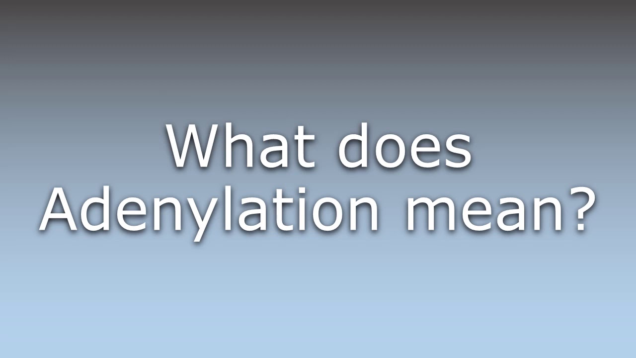 What does Adenylation mean? - YouTube