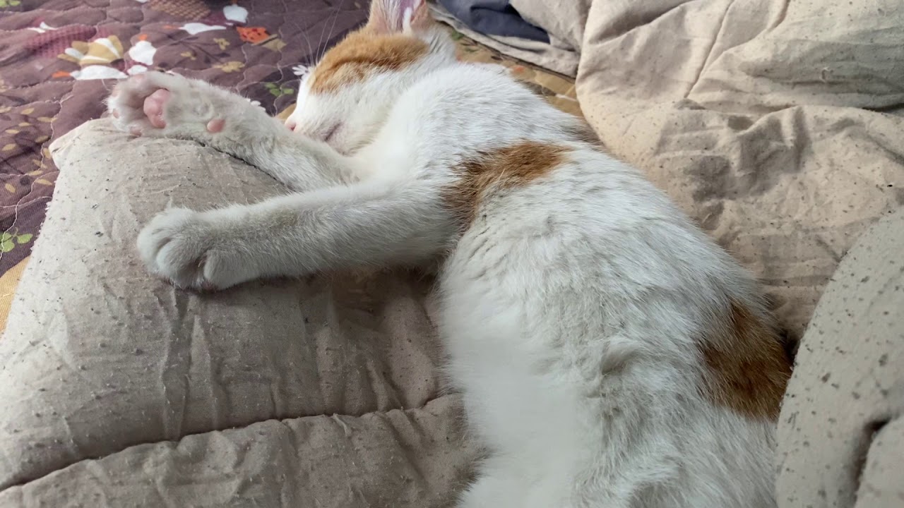 Two Cats Knocked Out - YouTube