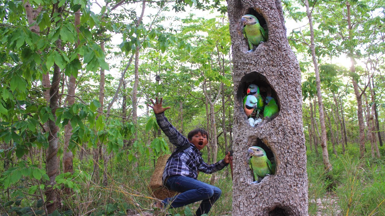 Wow, a very good video, a man catches a parrot in a hole 🌲🌲🌲🌳#bird # ...