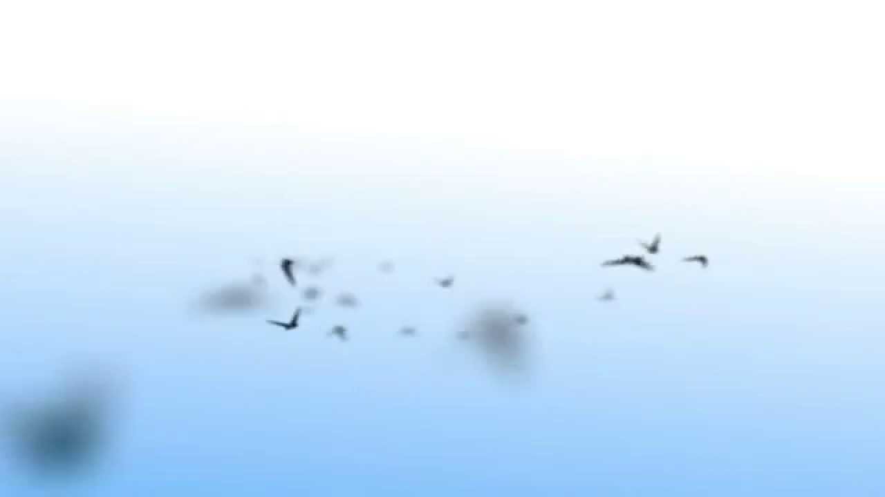 Birds Fly Blue Background FREE TO USE HD - YouTube