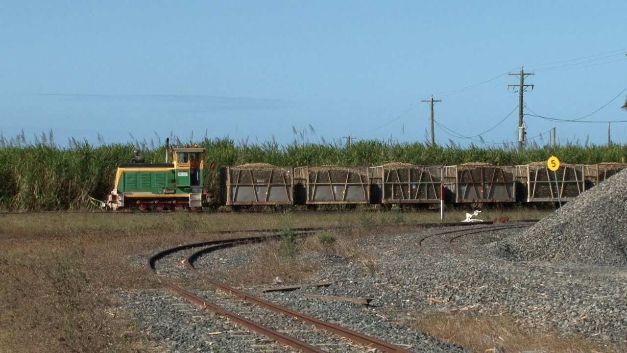 Cane Railway Critter : Australian Railways - YouTube