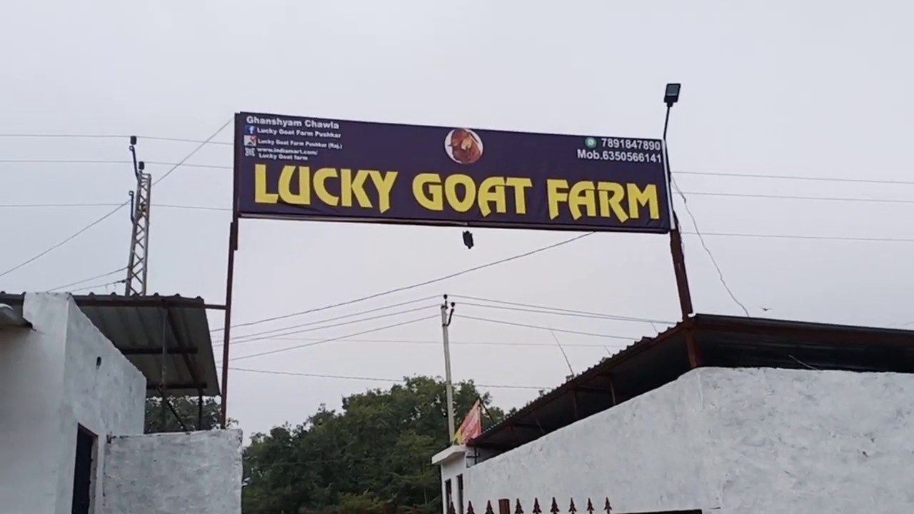 Lucky goat farm Pushkar 6350566141 sojat male or shirohi - YouTube