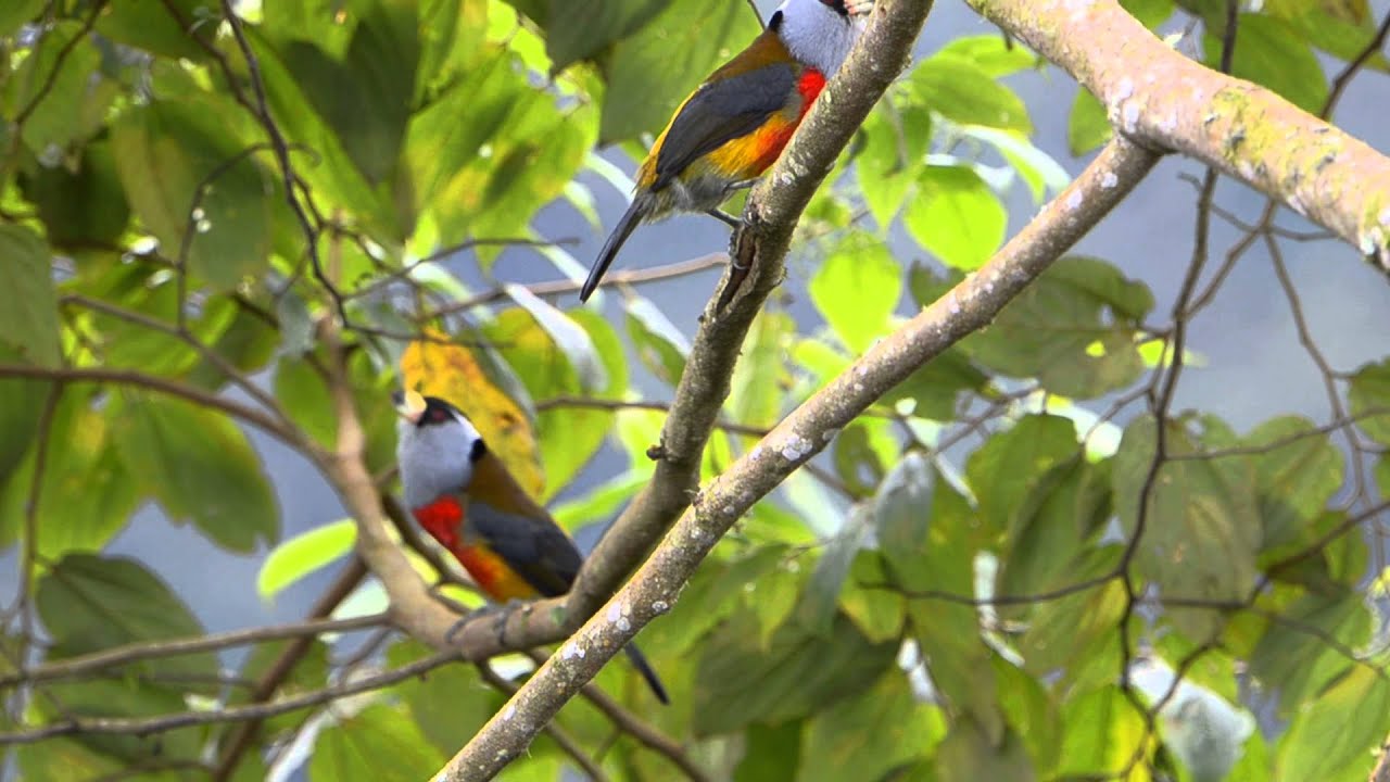 Toucan Barbet, Semnornis ramphastinus - YouTube