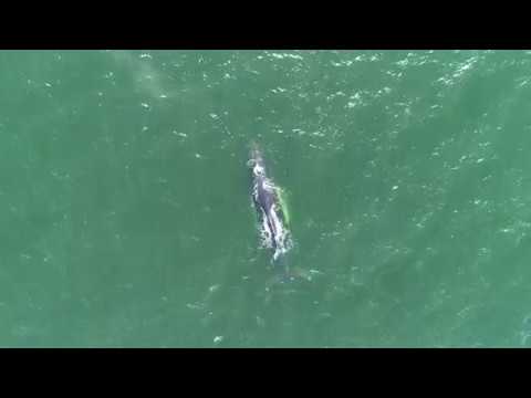 Drone Video of Humpback Whales off Virginia Beach, VA - YouTube