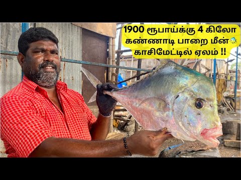 4 KG FRESH KANNADI PAARAI FISH CUTTING | KASIMEDU - YouTube