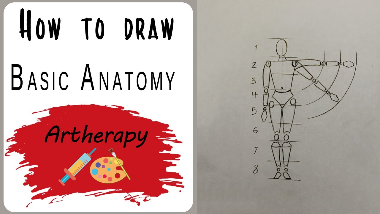 How to draw a basic anatomy | Guide for beginners and dress designers ...