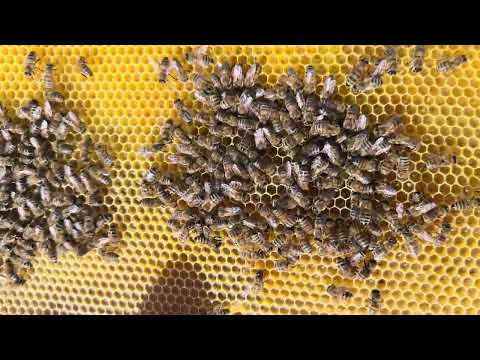 Temmuz sonu arının durumu, arı bakımı dikkat edilmesi gerekenler