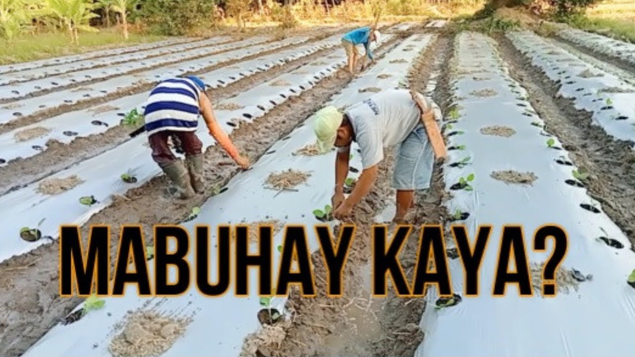 TALONG 2024 PLANTING TIME SA LIKOD BAHAY, BUHAY BARYO SIMPLENG BUHAY ...