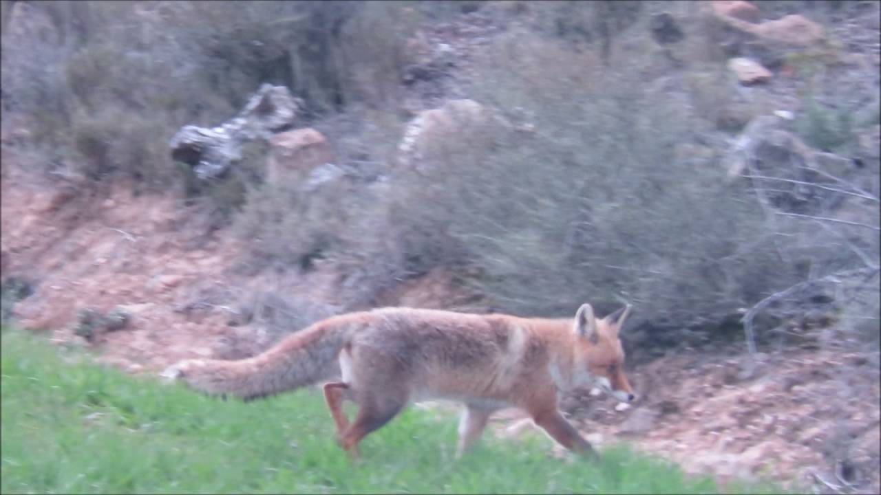 TRAILER NATURALEZA. Fauna española. - YouTube