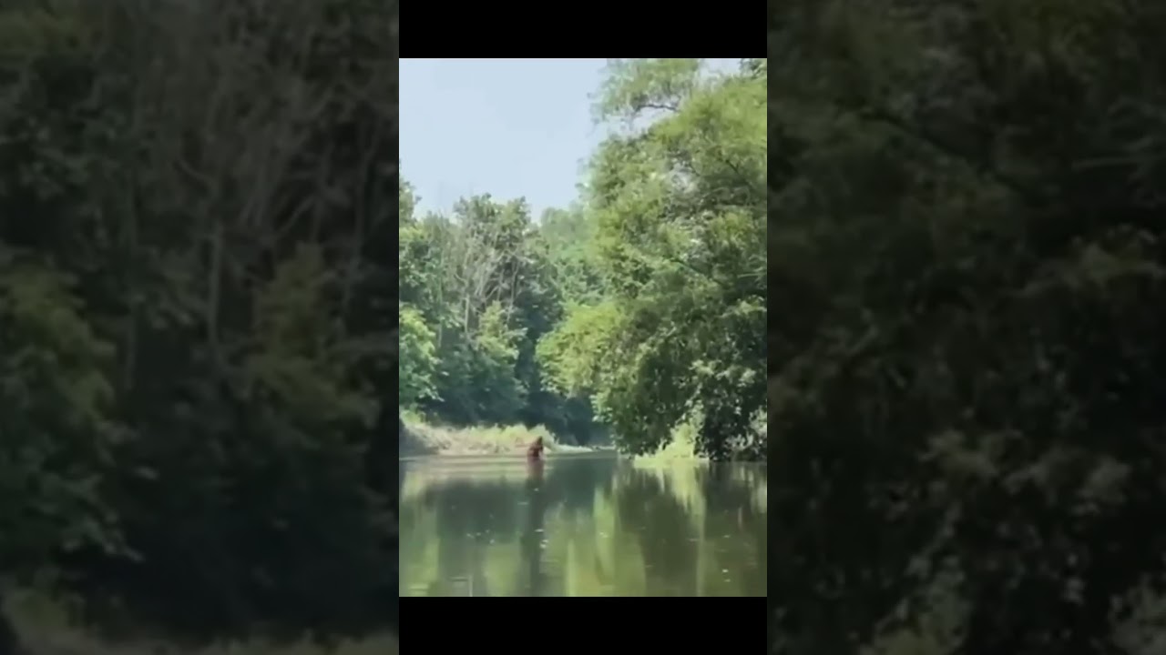 A Bigfoot Carrying a Baby or Animal Across River! | Squatch Watchers Shorts Rewind - YouTube