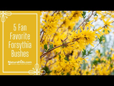 Are There Different Types Of Forsythia