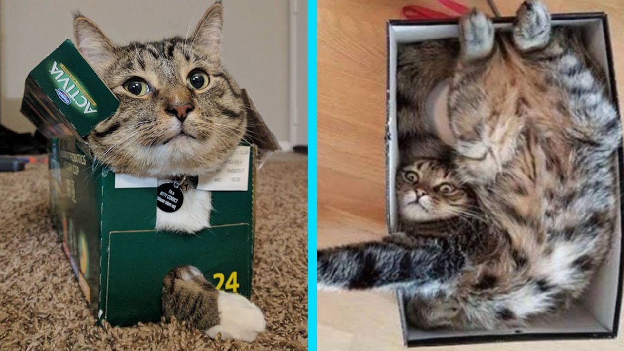 Cats vs Boxes | Funny Cat And Kitten’s Challenge | Funny Cat Videos ...