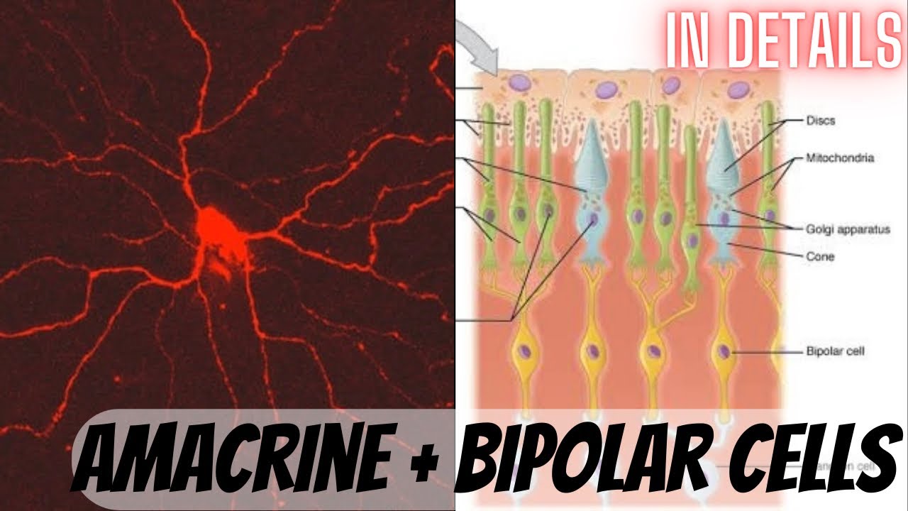 Amacrine cells & Bipolar cells of Retina. Cytology part 90. - YouTube