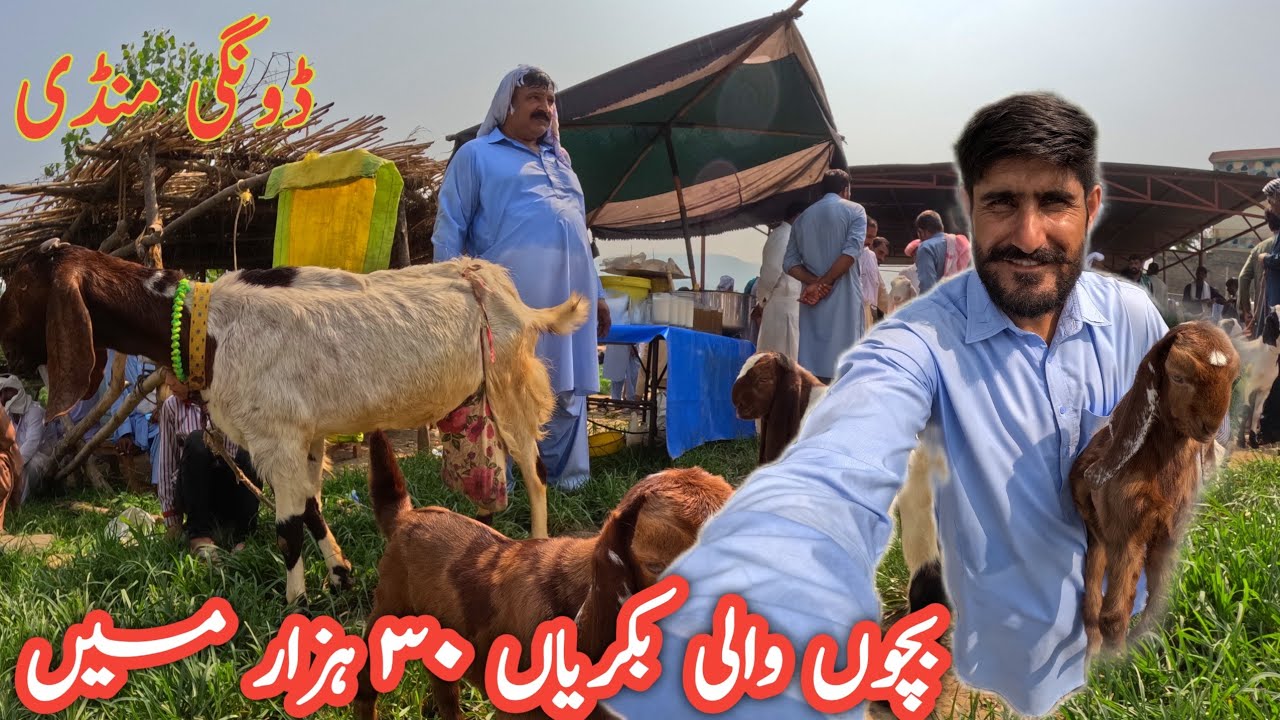 Price of goats in the animal market of AJK 31 July 2024 || dongi ...