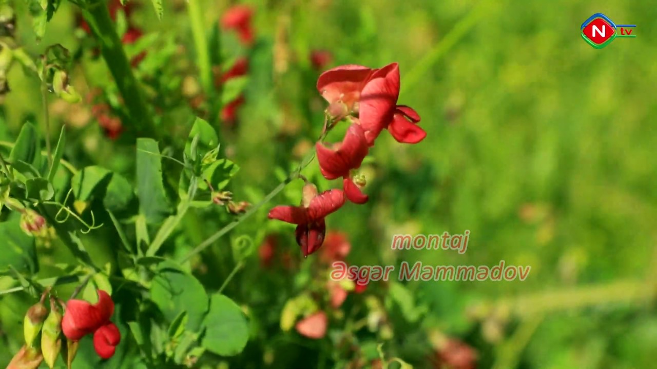 Bahar fəsli yaz ayları gələndə... - YouTube