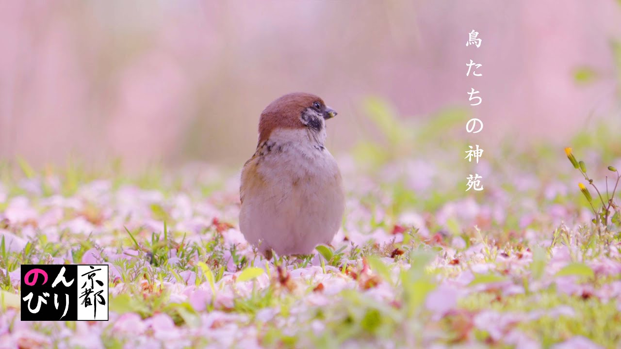 鳥の楽園 城南宮 のんびり京都KYOTO Jonangu bird paradise sparrow - YouTube