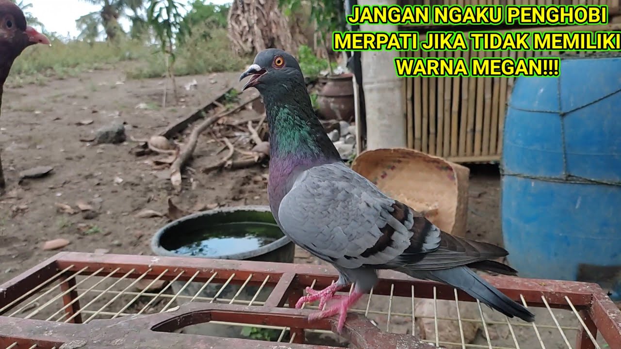 FAKTA MENARIK MERPATI MEGAN - YouTube