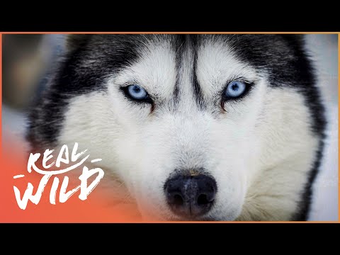 The Incredible Life Of A Sled Dog (Wildlife Documentary) | Natural Kingdom | Real Wild