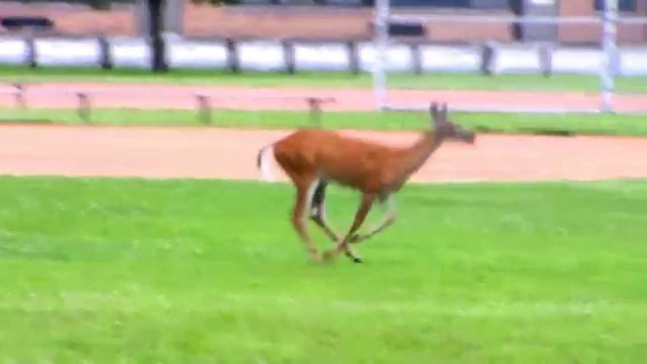 DEER Slow Motion - Running, Dancing, Playing (Punkin) - YouTube